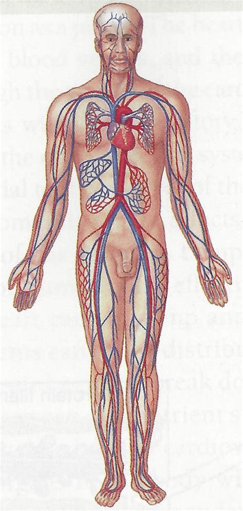 The Cardiovascular System Diagram Quizlet
