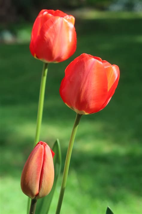Rote Tulpen Blumen Kostenloses Foto Auf Pixabay Pixabay