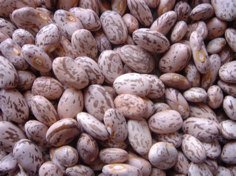 Los frijoles en México siempre han sido base de una adecuada