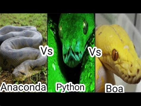 ANACONDA VS PYTHON VS BOA GIANT ANACONDA VS PYTHON FIGHT BETWEEN