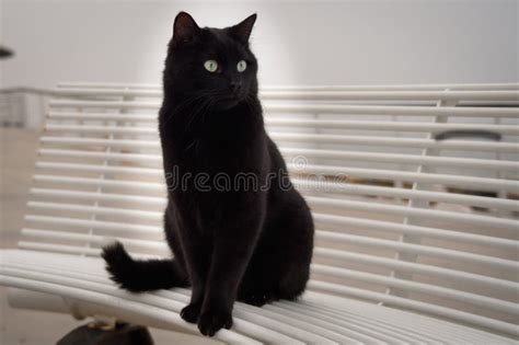 Hermoso Gato Negro Grande Con La Punta Blanca De La Cola Sentado En Un