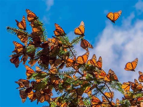 Visita Los Santuarios Abiertos De La Mariposa Monarca