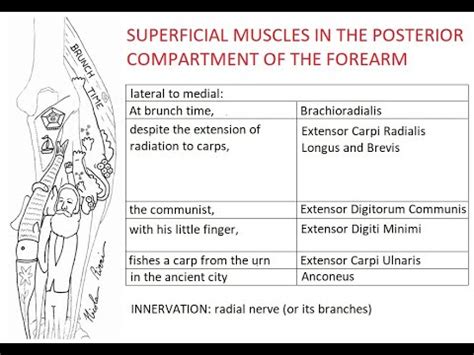 How To Remember The Superficial Muscles In The Posterior Compartment Of
