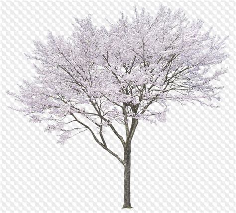 25 PSD 25 PNG árboles imágenes con fondo transparente