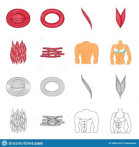 Dise O Del Vector De Fibra Y De Muestra Muscular Fije Del Icono Del