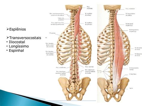 EDUCAÇÃO FÍSICA CONCEITOS MÚSCULOS DO DORSO NO TRONCO ORIGEM