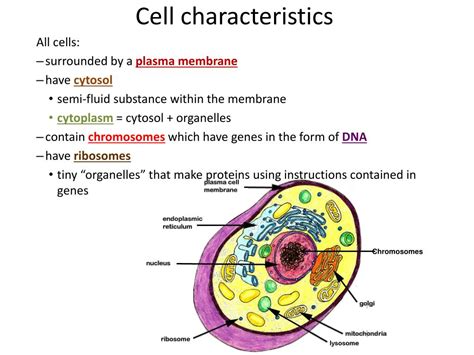 PPT Chapter 6 A Tour Of The Cell PowerPoint Presentation Free