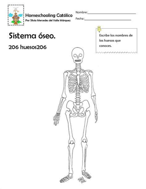 Cómo dibujar El Sistema Locomotor Paso a Paso Muy Fácil 2024 Dibuja