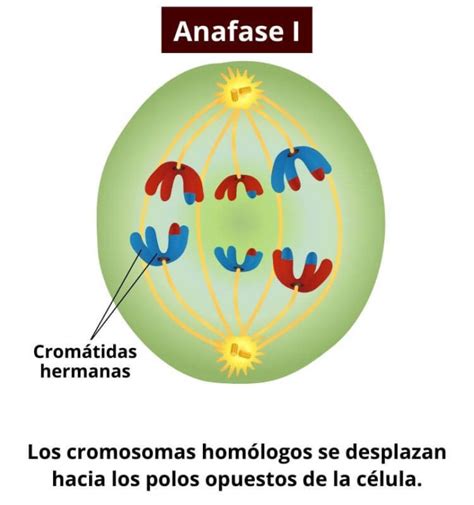 Meiosis qué es función fases y sus características
