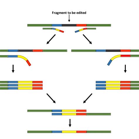 Figure A 1 Principles Of DNA Denaturation And Hybridization