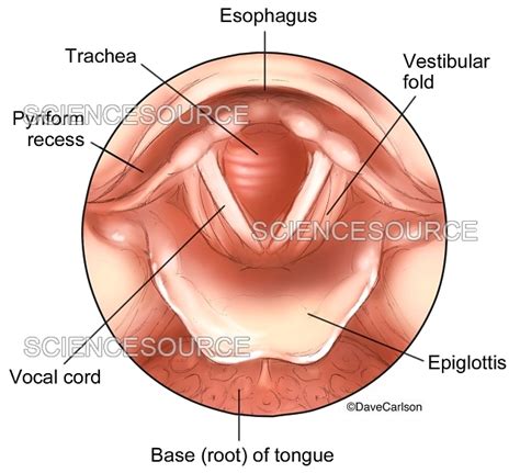 Larynx Anatomy Labeled Illustration Stock Image Science Source