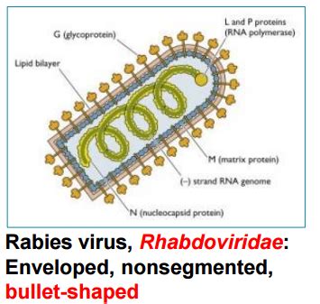 Prescott Microbiology Chapter 6 Viruses FINAL Flashcards Quizlet