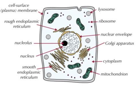 Cell Structure And Division Flashcards Quizlet