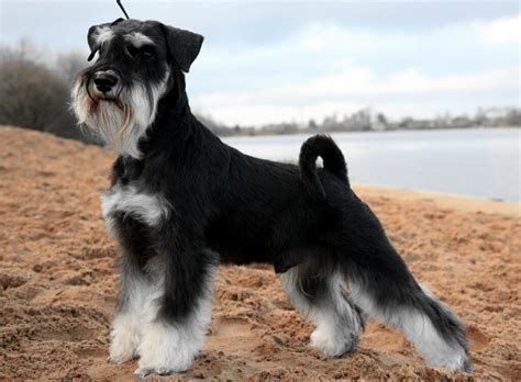 Razas de Perros que no Sueltan Pelo Descúbrelas Postposmo Postposmo