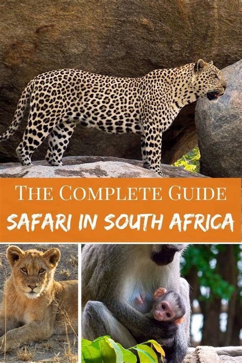 Safari In South Africa A Practical Guide The Travelling Chilli South Africa Safari Africa