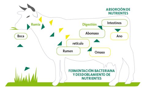Nutrición de rumiantes