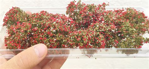 00 Cri Cri Alternativversion Kletterpflanze Oder Hecke Mit Winzigen Blättern Roten Und Weißen