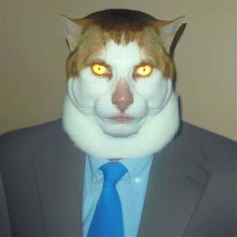 Silly Cats Pictures Funny Profile Pictures Funny Reaction Pictures
