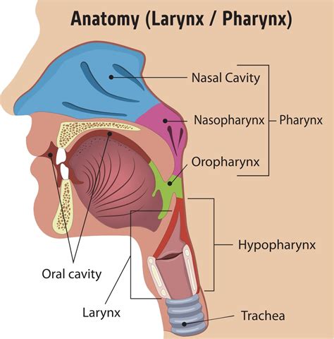 Ppt Main Structures Nose And Nasal Cavity Pharynx Larynx Trachea The