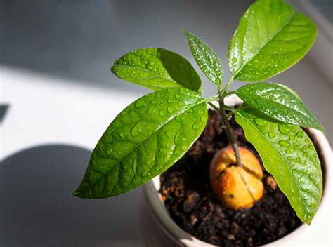 Arbol De Aguacate En Maceta