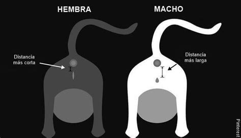 Cómo saber si un gato es hembra o macho Vibra
