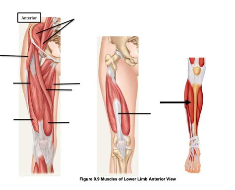 Muscles Of The Lower Limb Anterior View Diagram Quizlet