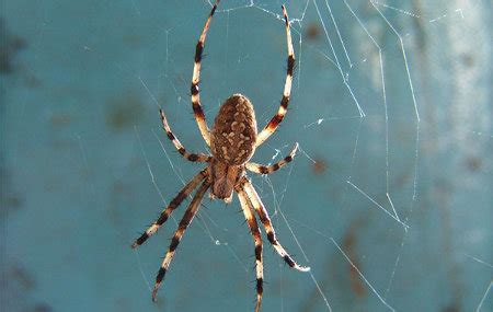Cómo curar una picadura de araña Buena Salud