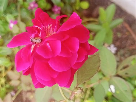 Red Rose Flower Free Photo On Pixabay Pixabay