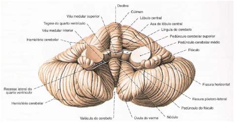 Cerebelo