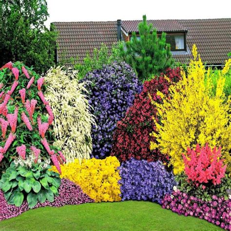 Quel arbuste à fleurs persistant de petite taille en plein soleil et