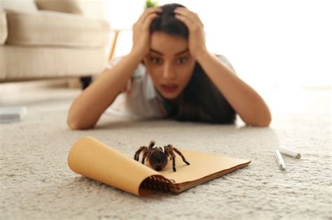 Pourquoi y a t il beaucoup daraignées dans votre maison Tout savoir