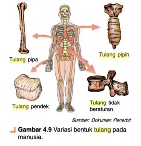 Bentuk Dan Fungsi Tulang Paha Tulang Atas Dan Tulang Kering Varia