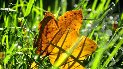 Fotos gratis naturaleza bosque césped Rocío planta hoja flor