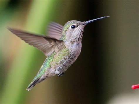 Colibri D Anna Ebird