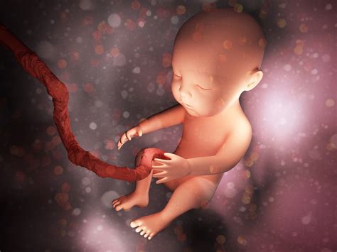 Desarrollo del bebé en el vientre un video impresionante muestra