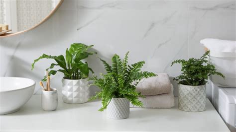 Cuáles son las mejores plantas para tener en el baño