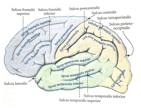 Bio Das Gehirn Karteikarten Quizlet
