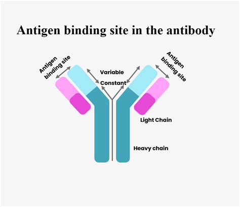 Antibody Antigen Diagram
