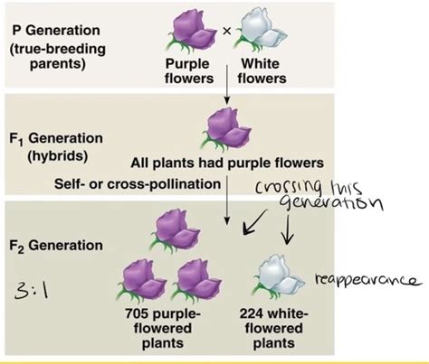 Mendelian Inheritance Flashcards Quizlet