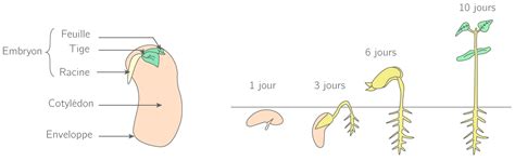 Le développement et la reproduction des êtres vivants 6e Cours SVT