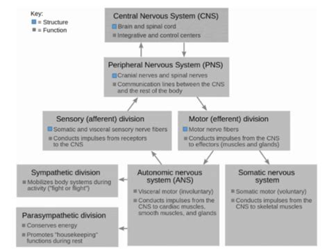 Chapter Structures Of The Nervous System Flashcards Quizlet