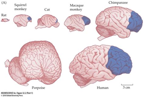 Introduction To Cognitive Neuroscience Final Exam Chapter