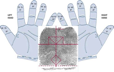 figure 1 from sex differences in fingerprint ridge density in the mataco mataguayo population