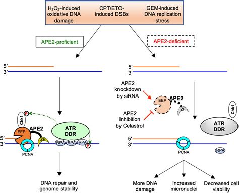 Frontiers APE2 Is A General Regulator Of The ATR Chk1 DNA Damage