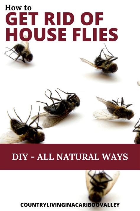 How To Get Rid Of Flies In Your House Artofit