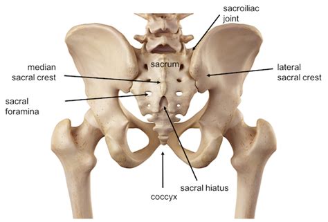 Sacrum Anatomy