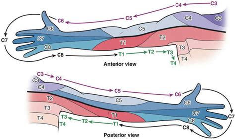Dermatomes And Cutaneous Nerve Fields Of Upper Extremity Flashcards
