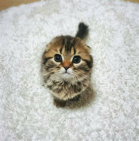 20 Chatons Trop Mignons Qui Vont Vous Donner Envie De Caresser Votre