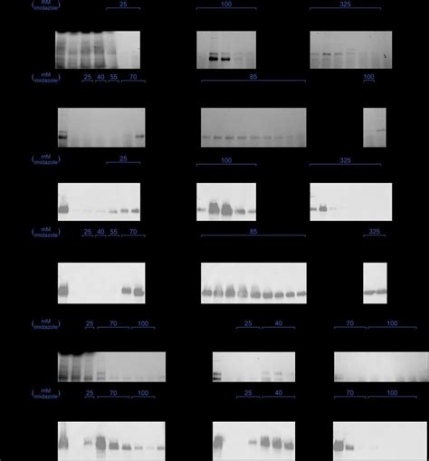 Purification Of T1 And T4 A SDS PAGE And B Western Blot On T1