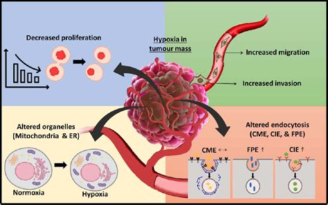 Hypoxia Modulates Cellular Endocytic Pathways And Organelles With
